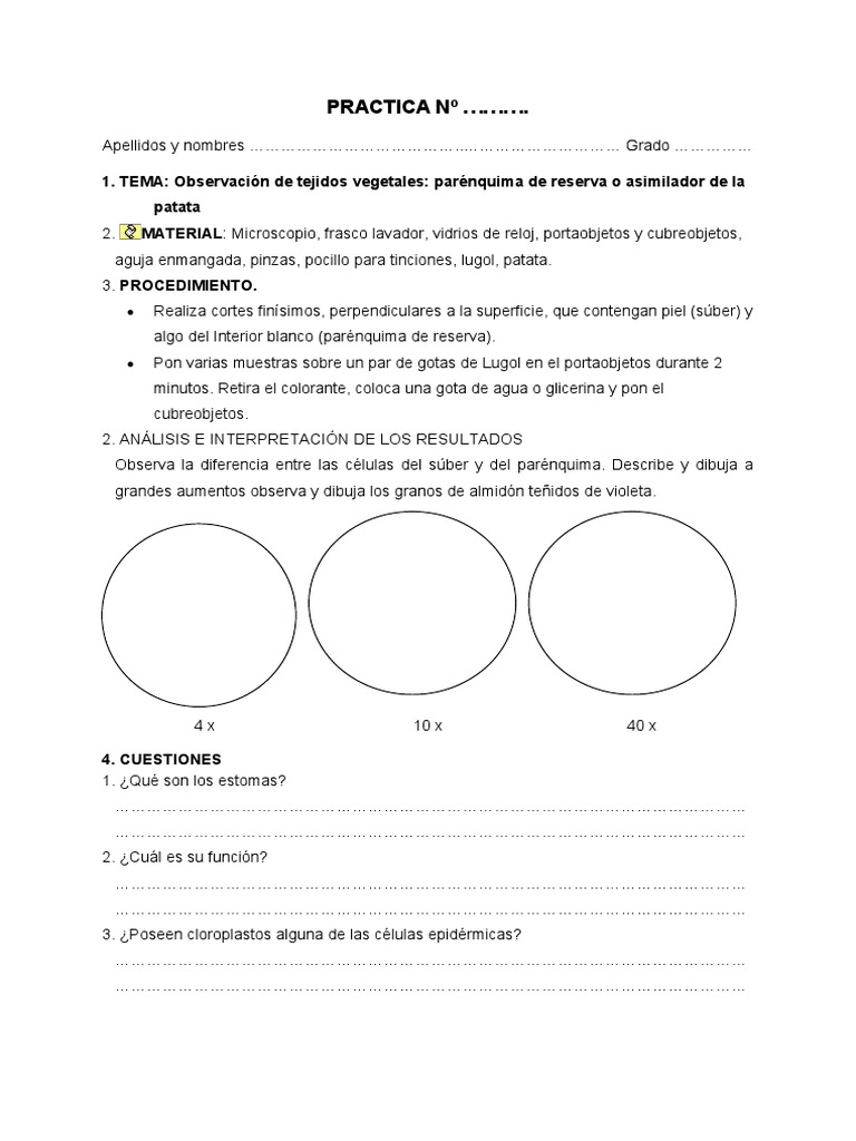 PRACTICA #Cuarto Tejidos Vegetales | PDF