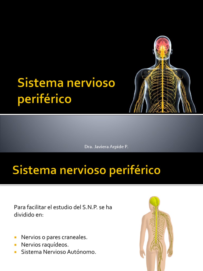 Nervios Craneales | PDF | Nervio | Médula espinal