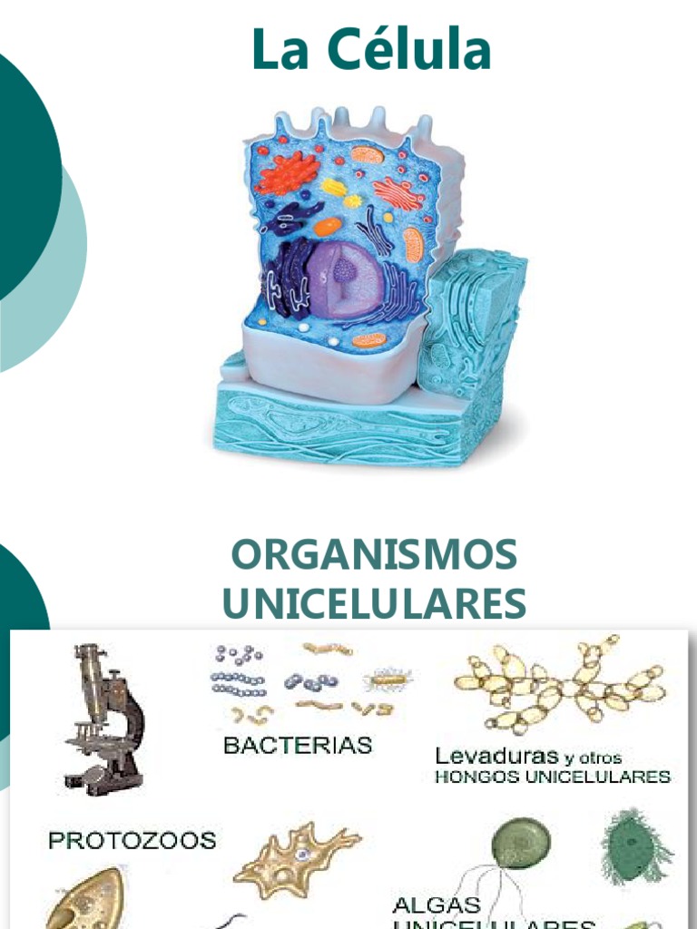 La Célula | PDF | Biología Celular) | Citoplasma