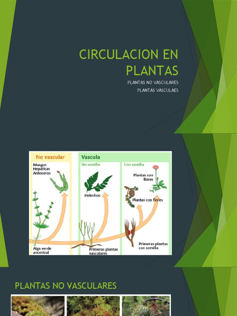 Circulacion en Plantas | PDF | Raíz | Plantas