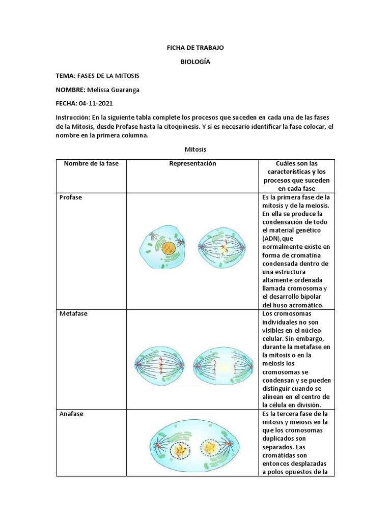 FICHA DE TRABAJO Mitosis | Descargar gratis PDF | Mitosis | Mitosis