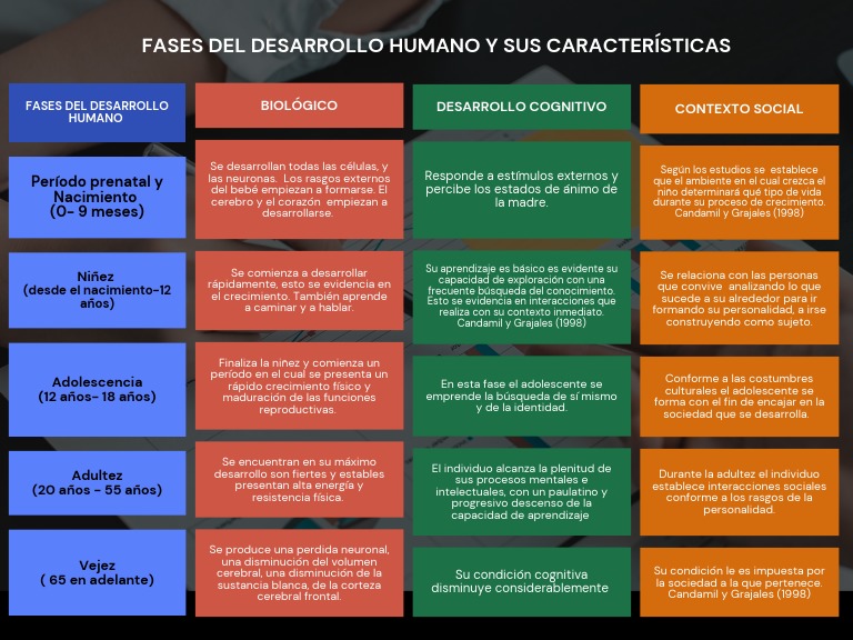 Cuadro Comparativo Fases Del Desarrollo Humano | PDF | Cerebro | Adultos