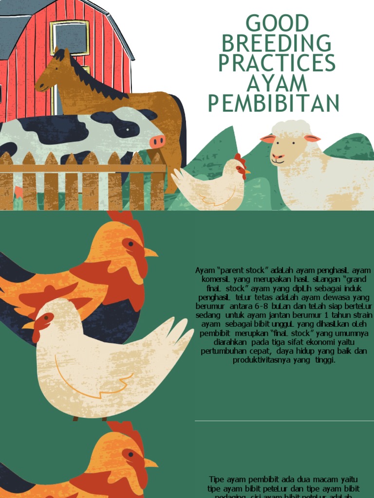 Good Breeding Practices Ayam Pembibitan | PDF