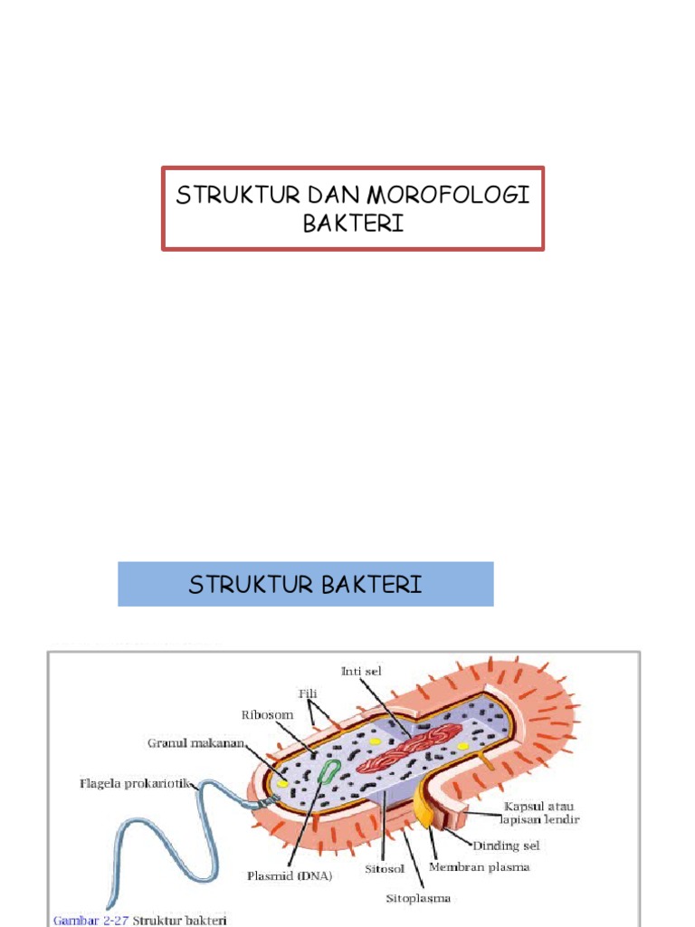 Struktur dan Morfologi Bakteri | PDF