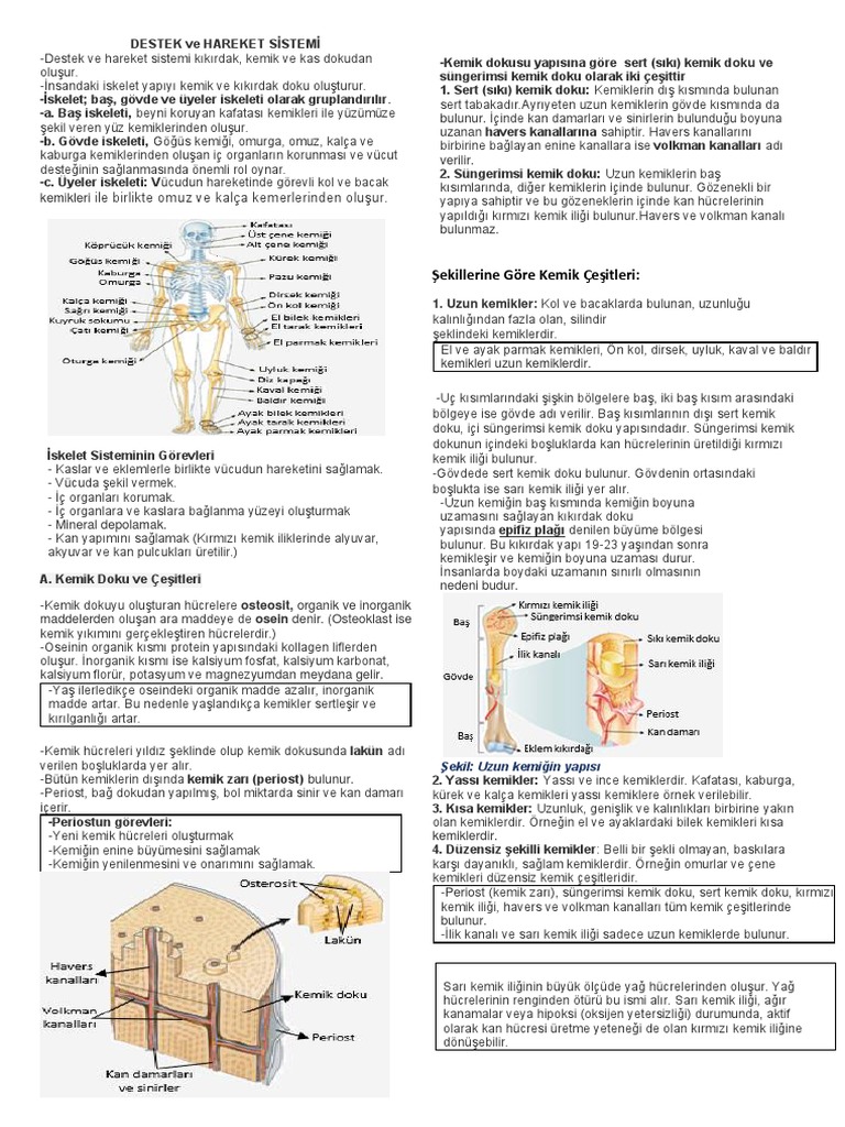 11.sinif Biyoloji Destek Ve Hareket Sistemi Ders Notu | PDF