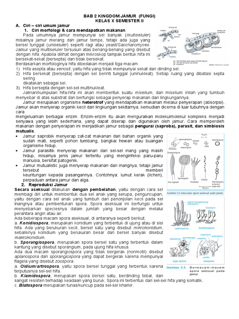 Ciri dan Klasifikasi Jamur dalam Biologi | PDF