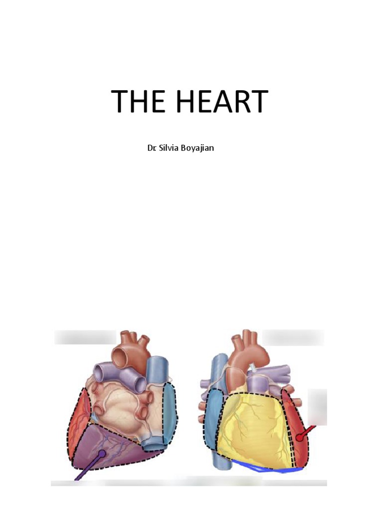 The Anatomy of the Heart | PDF | Heart Valve | Atrium (Heart)