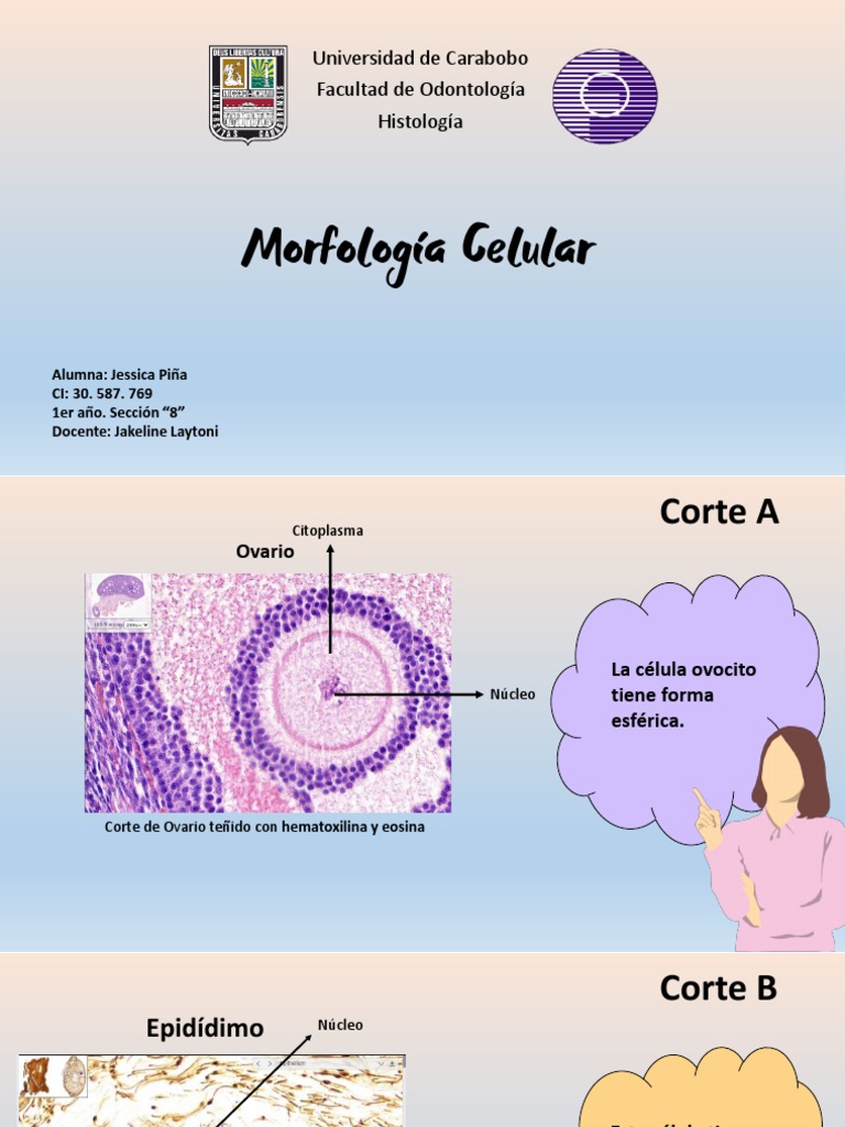 Morfología Celular: Universidad de Carabobo Facultad de Odontología Histología | PDF | Tinción ...