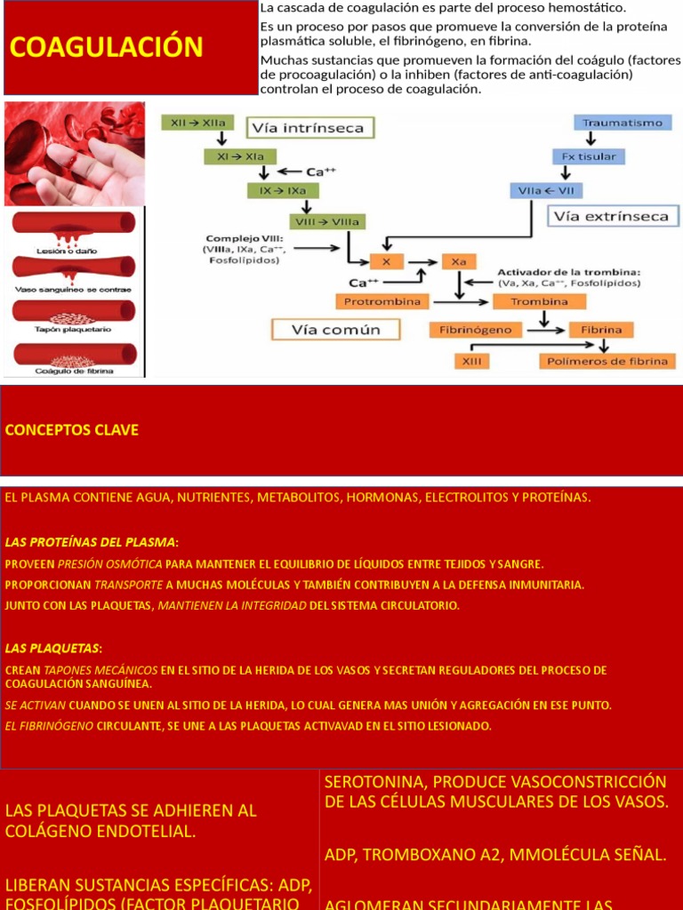 Procesos de coagulación sanguínea, hemostasia y fibrinólisis | PDF ...