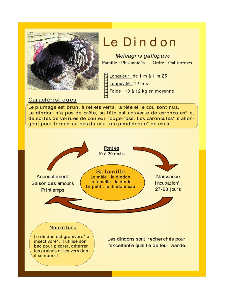 Dindon 4 | PDF