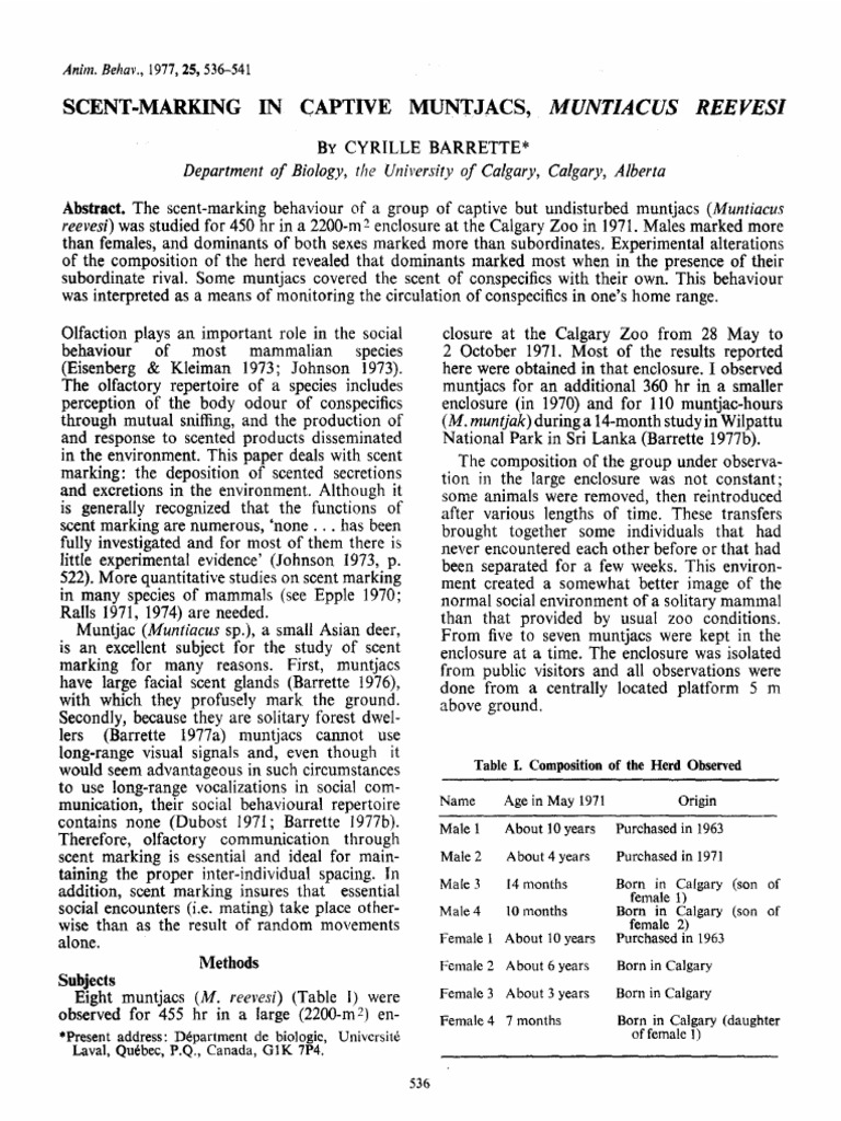 Scent Marking Behavior in Muntjacs | PDF | Odor | Urination