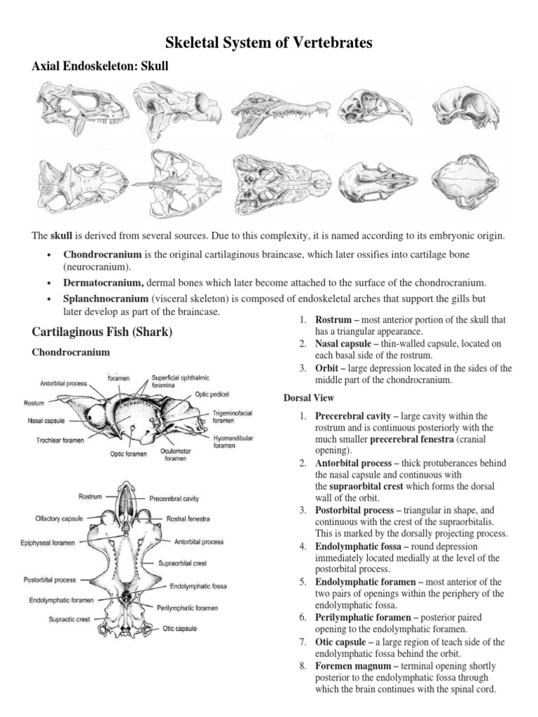 Vertebrate Skull Anatomy Overview | PDF | Vertebra | Vertebral Column