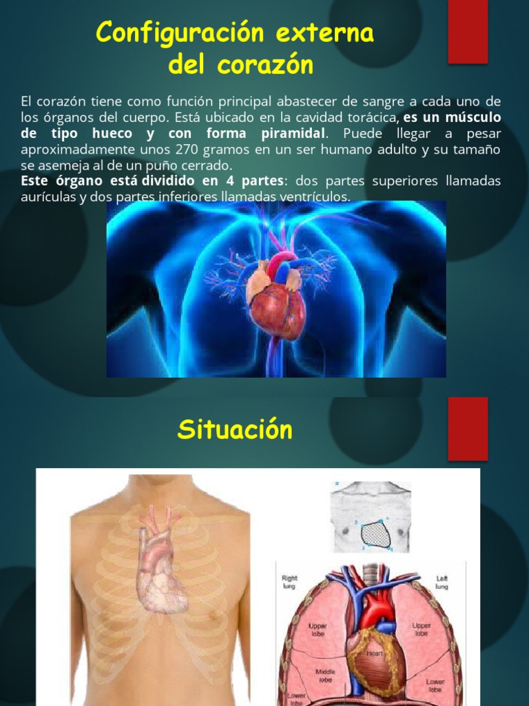 Configuración Externa Del Corazón | PDF