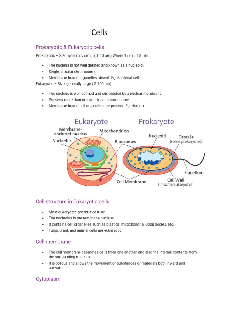 Prokaryotic and Eukaryotic Cell Structure | PDF | Cell (Biology) | Endoplasmic Reticulum