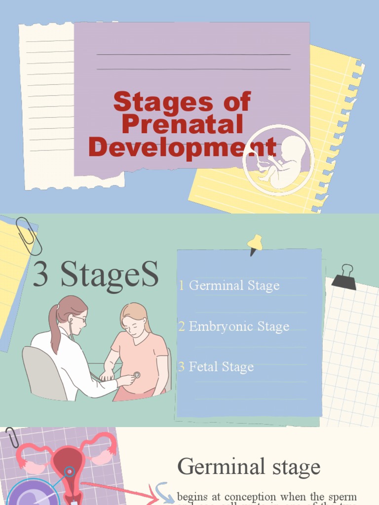 Stages of Prenatal Development | PDF | Fetus | Embryo