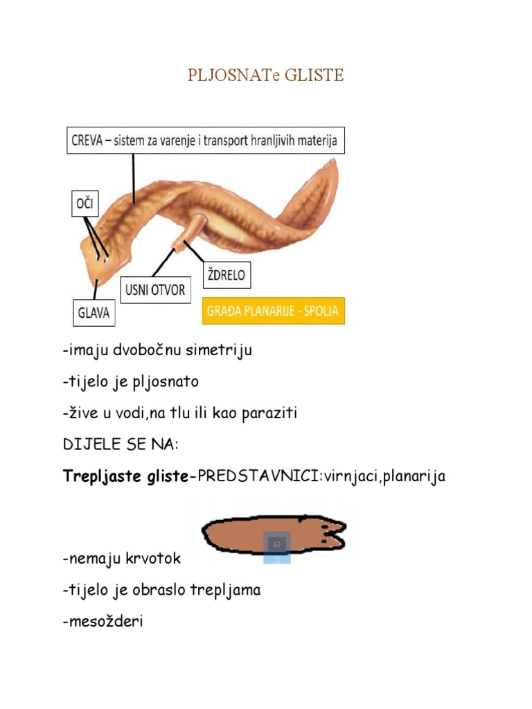 Pljosnate Gliste | PDF
