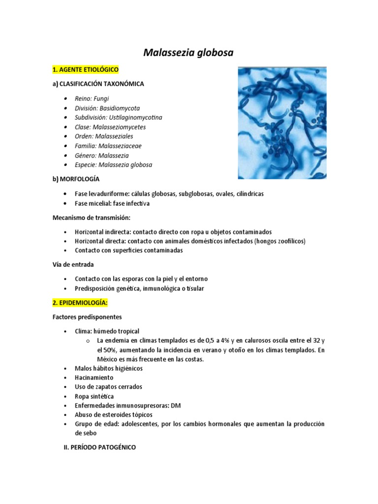 Malassezia Globosa | PDF | Enfermedades y trastornos | Especialidades ...