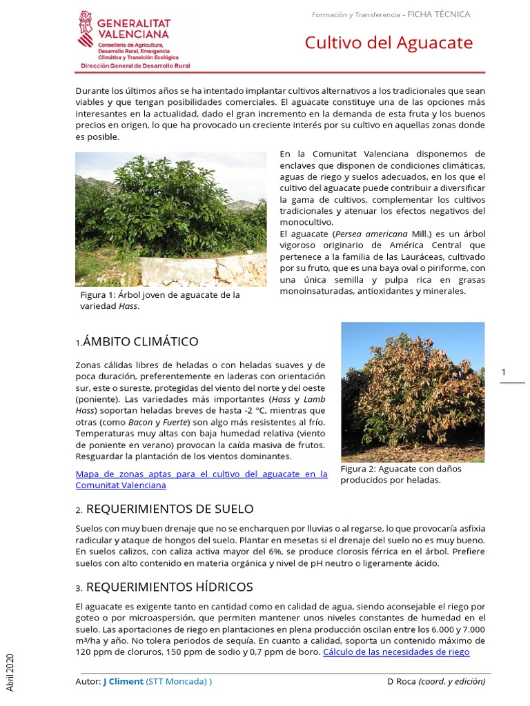 CULTIVO DEL AGUACATE. Ficha Técnica | Descargar gratis PDF | Aguacate | Agricultura