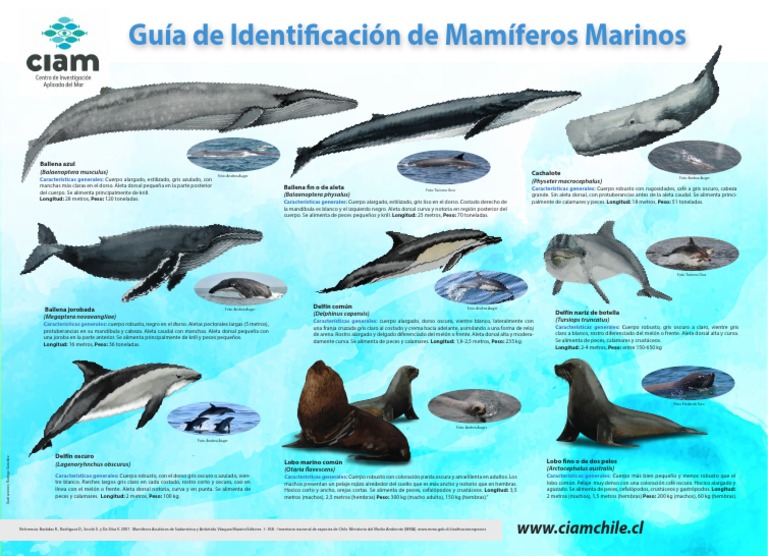 Guía de Identificación de Mamíferos Marinos | PDF | Mamíferos marinos ...
