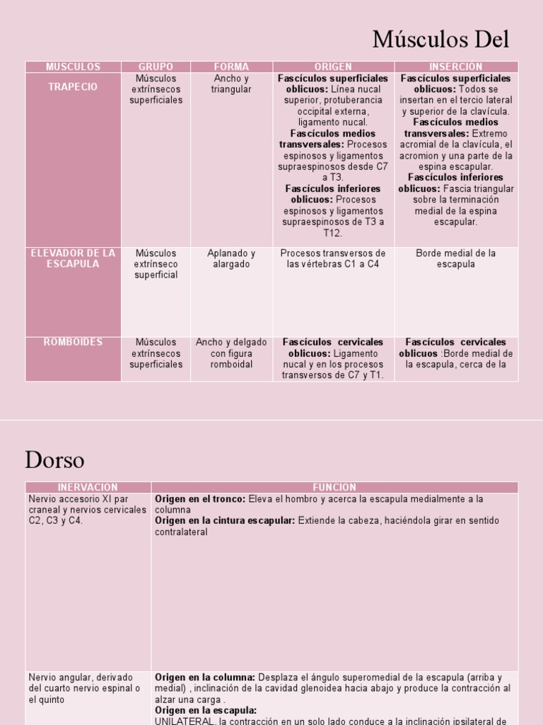 Anatomía de Músculos Extrínsecos | PDF | La columna vertebral | Vértebra