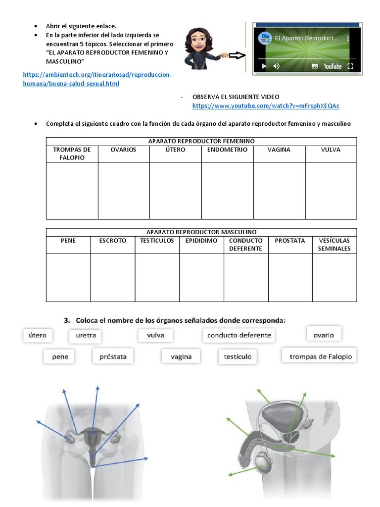 CIENCIAS NATURALES. Aparato Reproductor Femenino y Masculino | PDF ...
