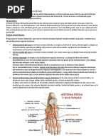 Inervación del Pie y sus Nervios | PDF | Dedo del pie | Pie