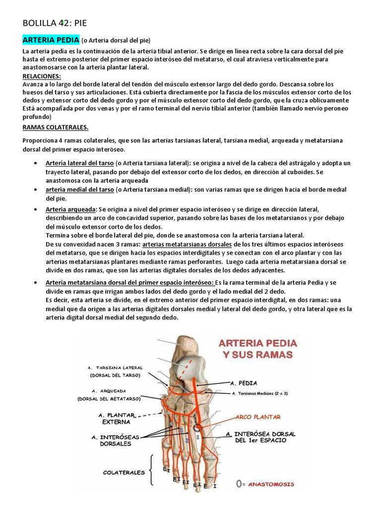 Bolilla 42: Pie: Arteria Pedia | PDF | Pie | Sistema musculoesquelético