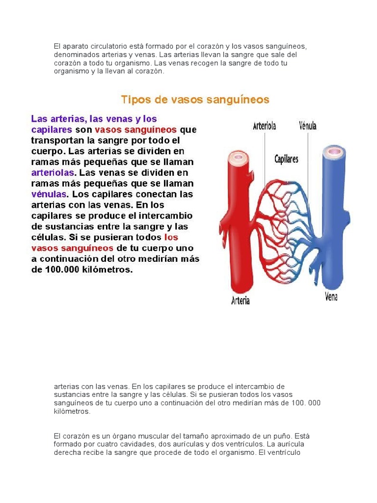 El Aparato Circulatorio Está Formado Por El Corazón Y Los Vasos