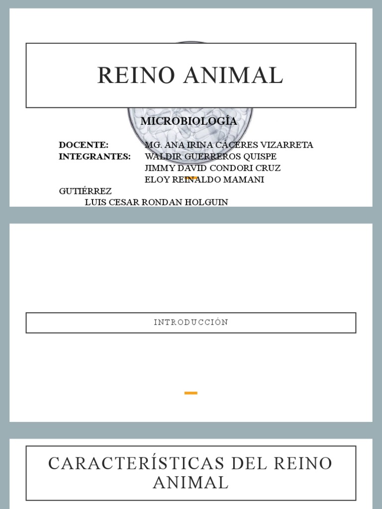 Reino Animal | PDF