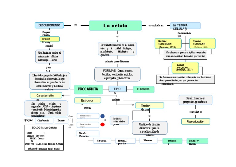 Mapa Conceptual de La Celula 5 | PDF | Biología Celular) | Las bacterias