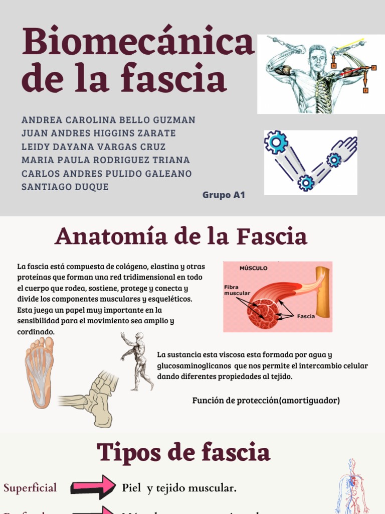 Biomecánica y Función de la Fascia | PDF | Músculo | Biomecánica