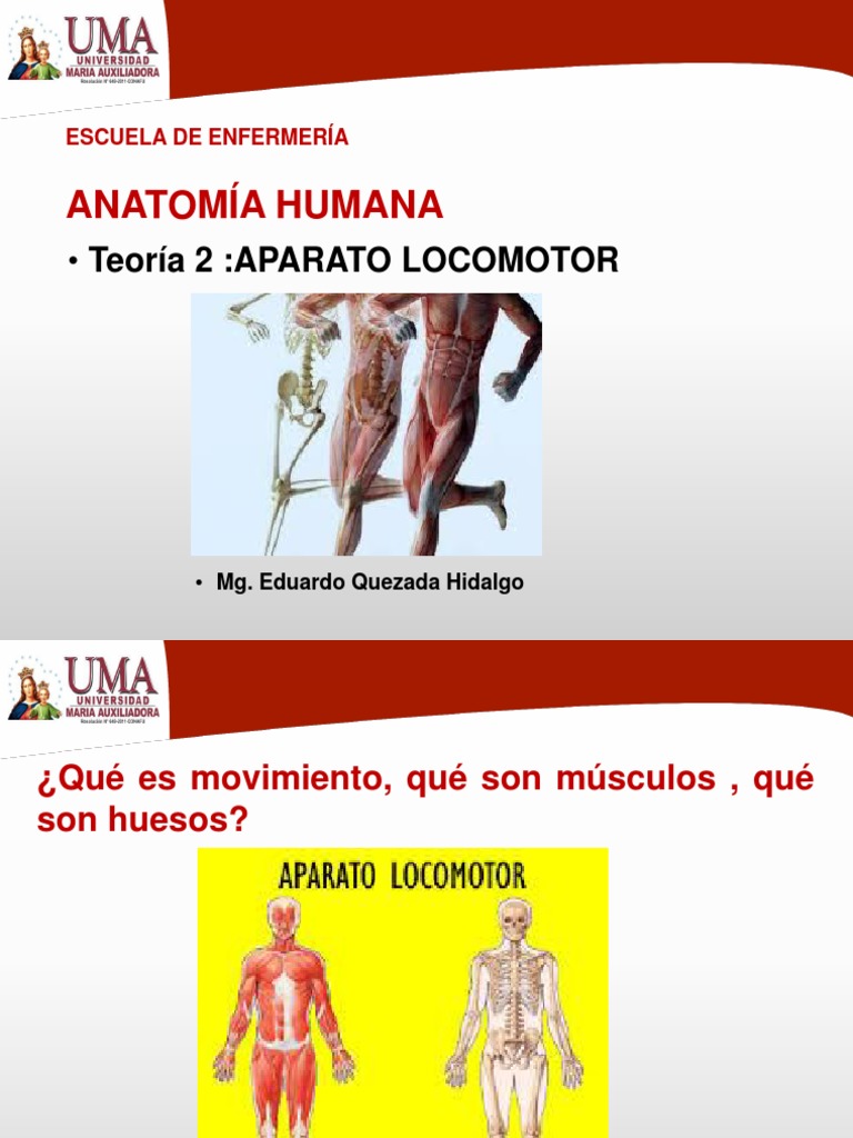 SEM02-teoría 2 Ap. Locomotor | PDF | Músculo | Articulación