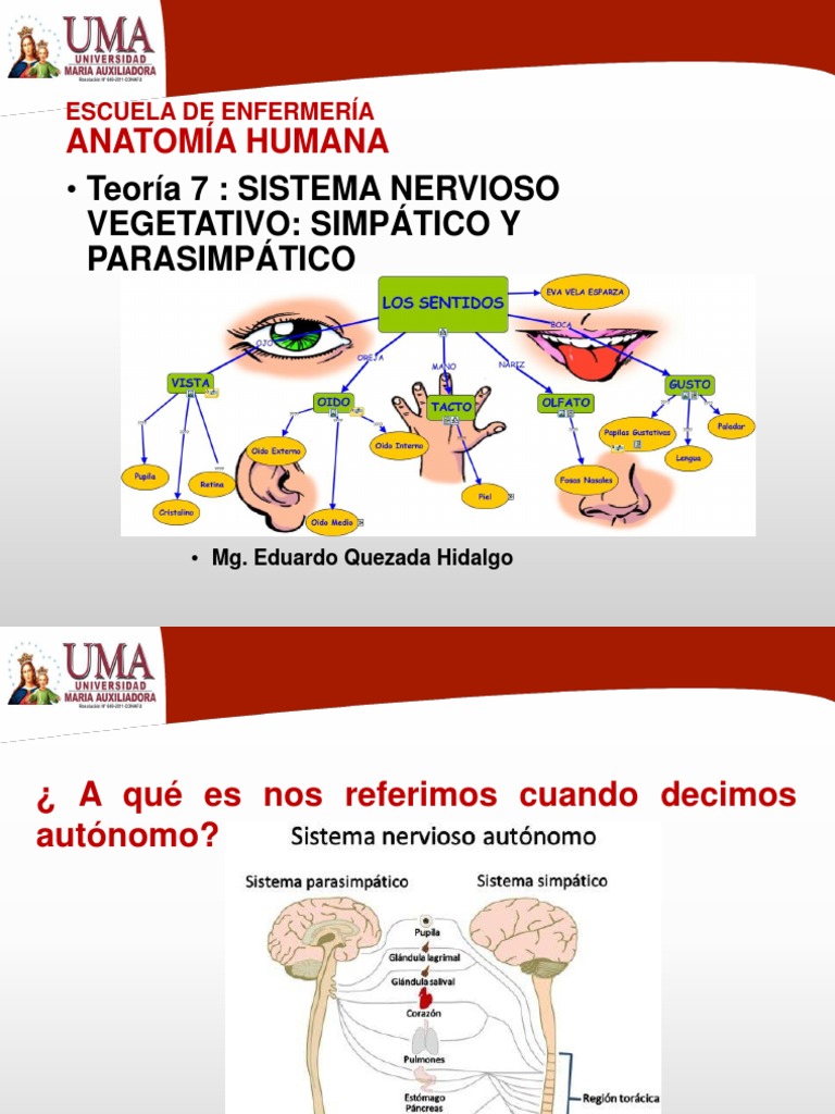 SEM07 - Teoría 7 Sistema Nervioso Vegativo - Autónomo | PDF | Oído | Ojo humano