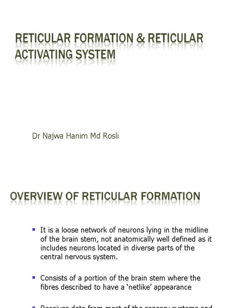 Reticular Formation & Reticular Activating System | PDF | Physiology ...