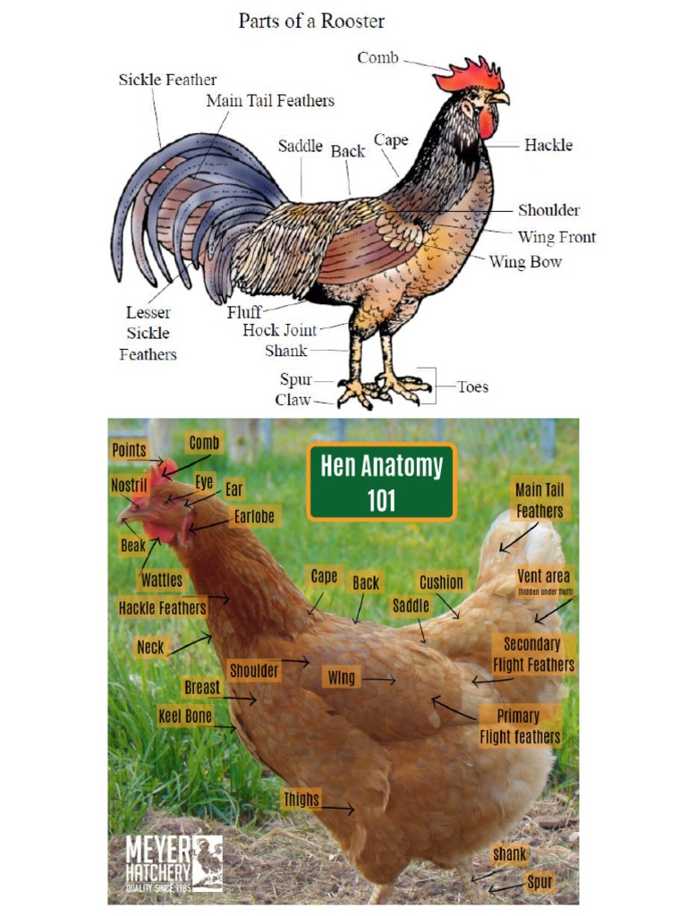 Chicken Anatomy | PDF