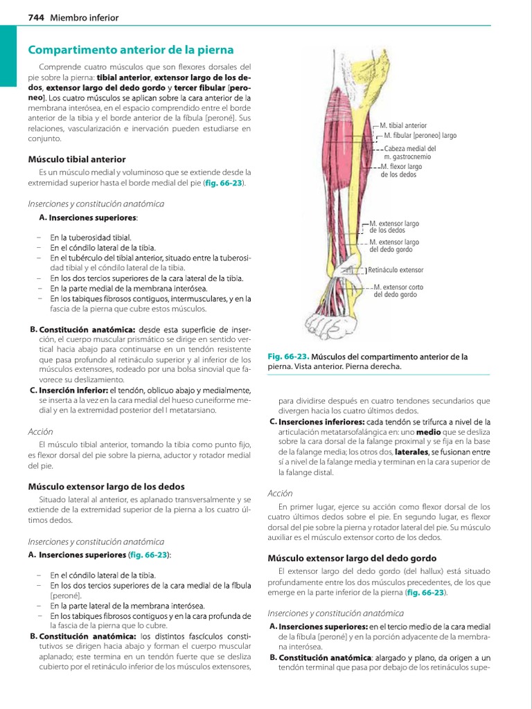 Musculos Pierna Latarjet | PDF | Pie | Anatomía humana
