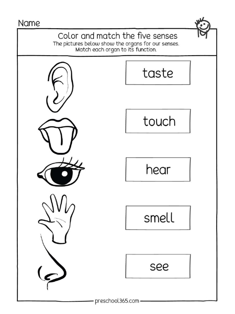My Five Senses Kindergarten Activity S | PDF