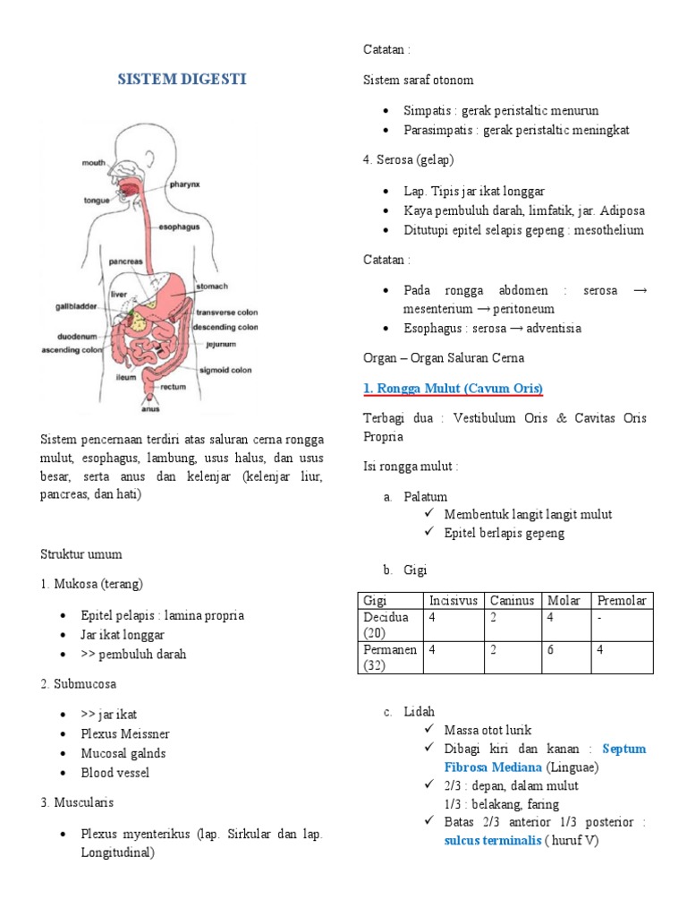 Sistem Digesti | PDF