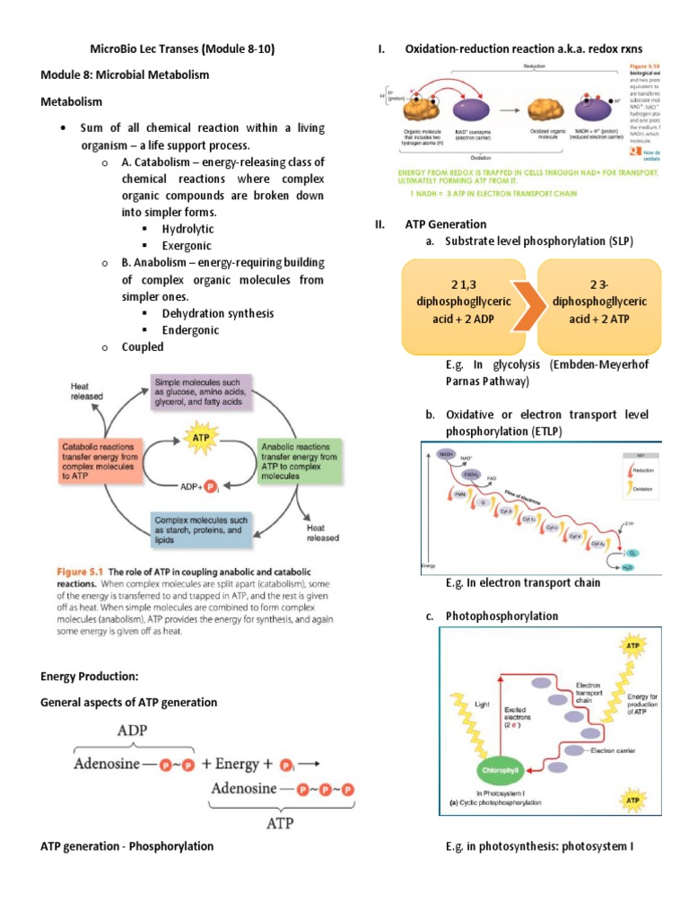 MicroBio Lec Transes 8 9 | PDF | Cellular Respiration | Adenosine Triphosphate