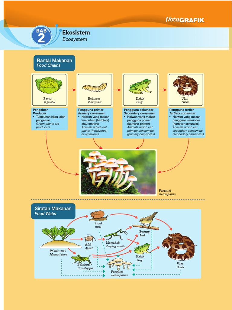Understanding Ecosystem Dynamics: Food Webs, Species Interactions, and ...