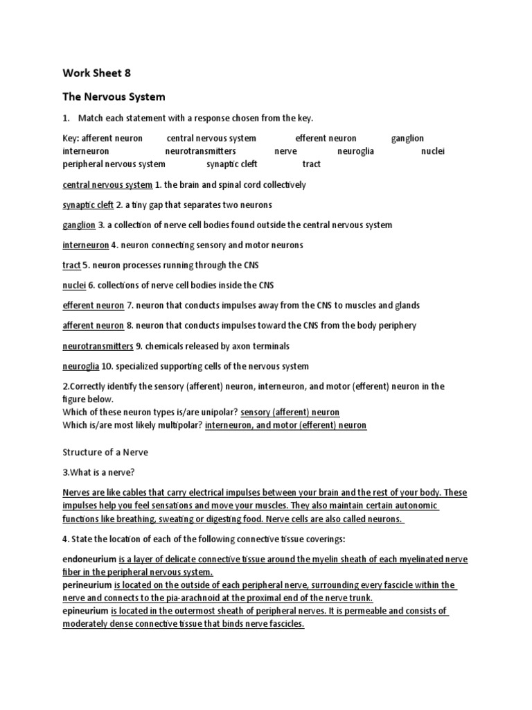 Work Sheet 8 The Nervous System: Structure of A Nerve | PDF | Neuron | Nervous System