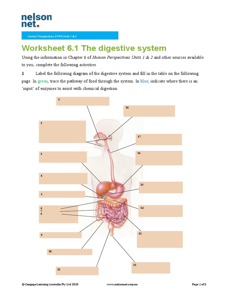 Digestive System Worksheet 6.1 | PDF | Small Intestine | Digestion