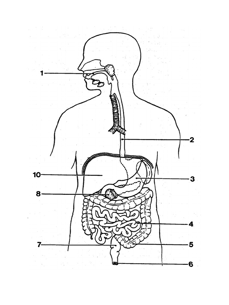 Digestive System Blank Digarm | PDF