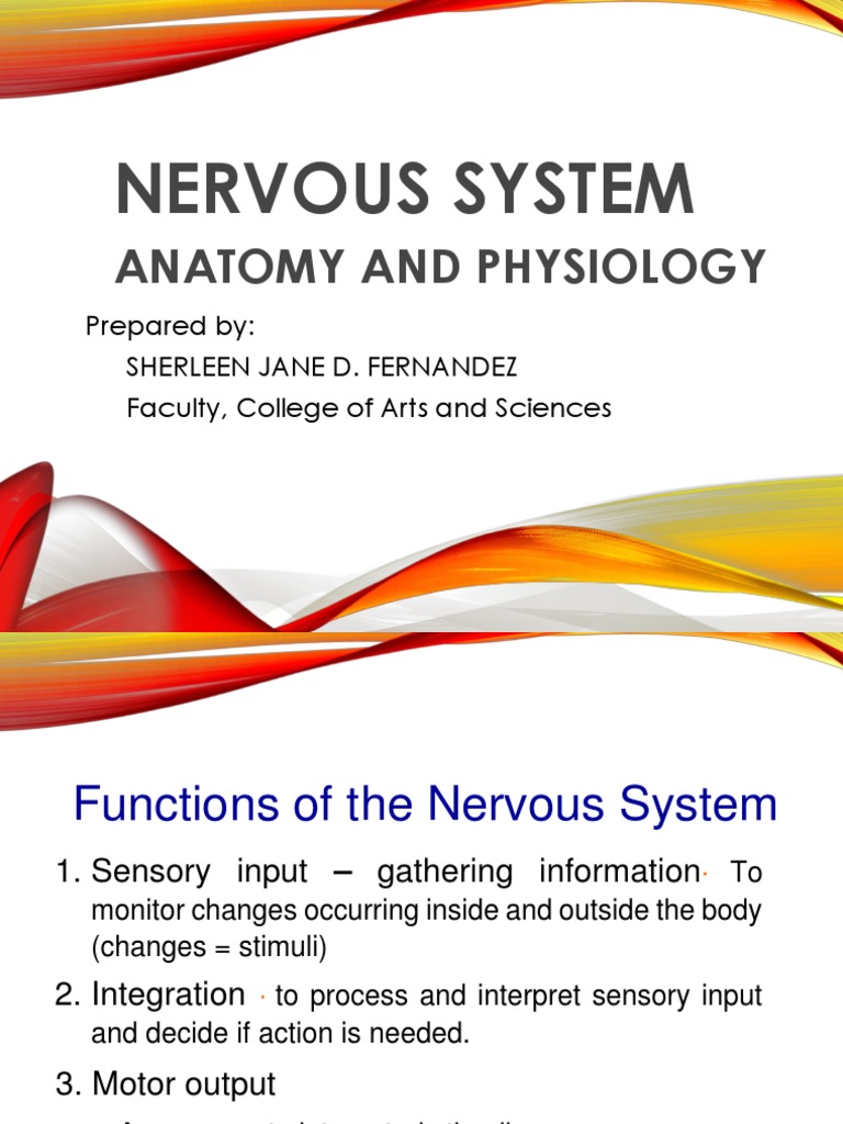 Nervous System: Anatomy and Physiology | PDF | Autonomic Nervous System ...