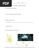 Nervous System Worksheet | PDF | Neuron | Axon
