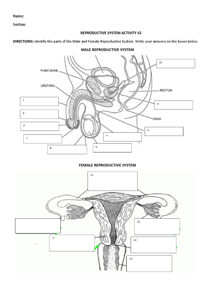 Male and Female Reproductive System Activity | PDF | Reproductive ...