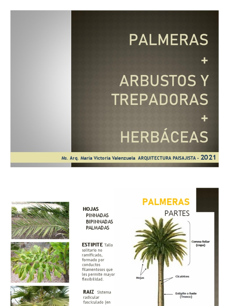 Palmeras Arbustos y Herbáceas-2021 | PDF | Arecaceae | Plantas de jardín