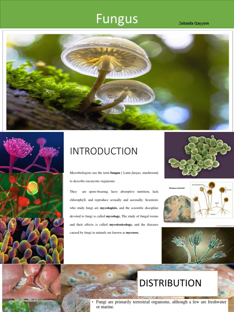 Fungus | PDF | Fungus | Cell (Biology)