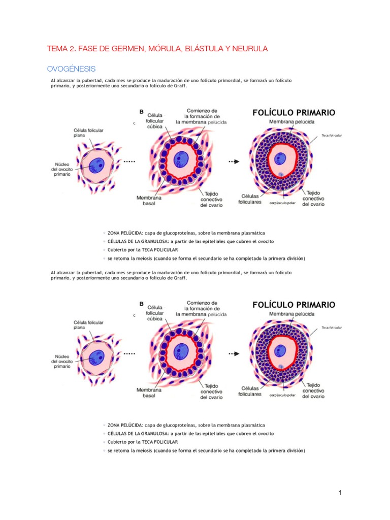 Tema 2. Fase de Germen, Mórula, Blástula y Neurula | PDF