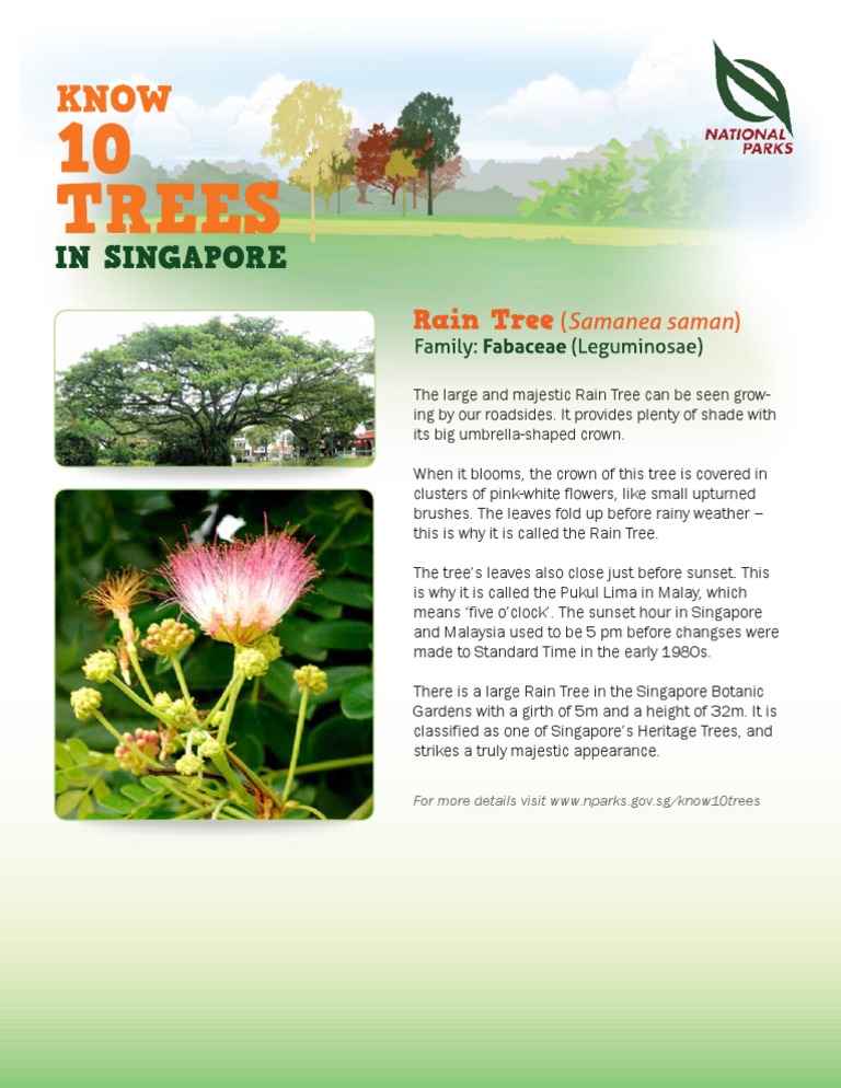 Rain Tree: Majestic Heritage Tree Facts | PDF